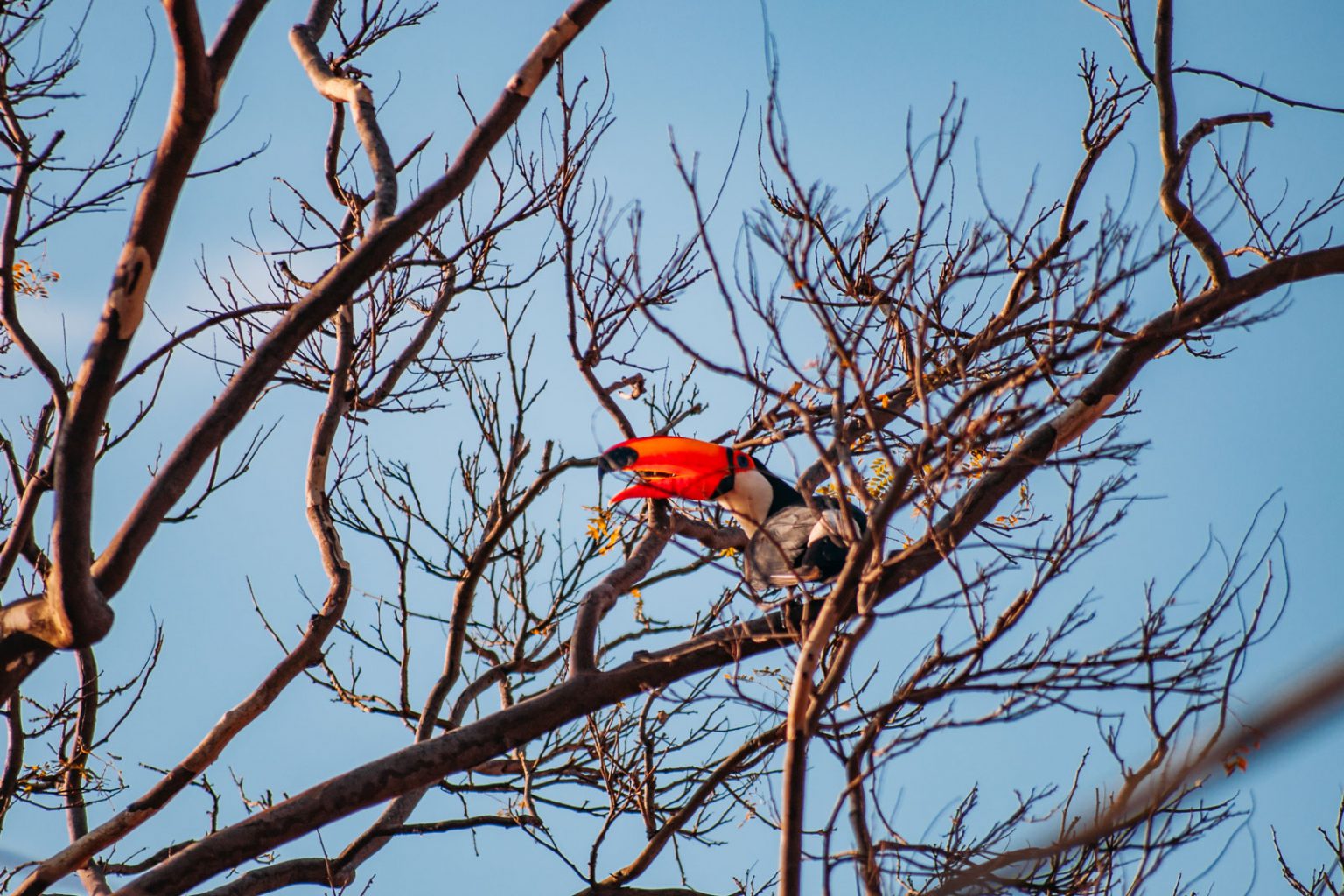 Fauna e Flora da Amazônia - ISPN - Instituto Sociedade, População e ...