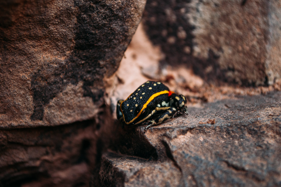 Fauna e Flora do Cerrado - ISPN - Instituto Sociedade, População e Natureza
