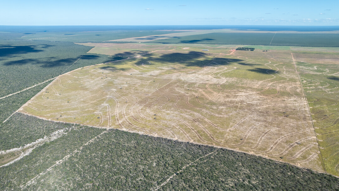 The Cerrado is the most deforested biome, despite a decrease indicated ...