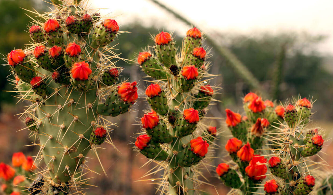 Caatinga - ISPN - Instituto Sociedade, População e Natureza