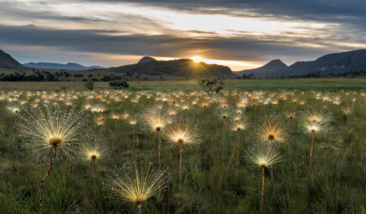 Cerrado - ISPN - Institute of Society, Population and Nature