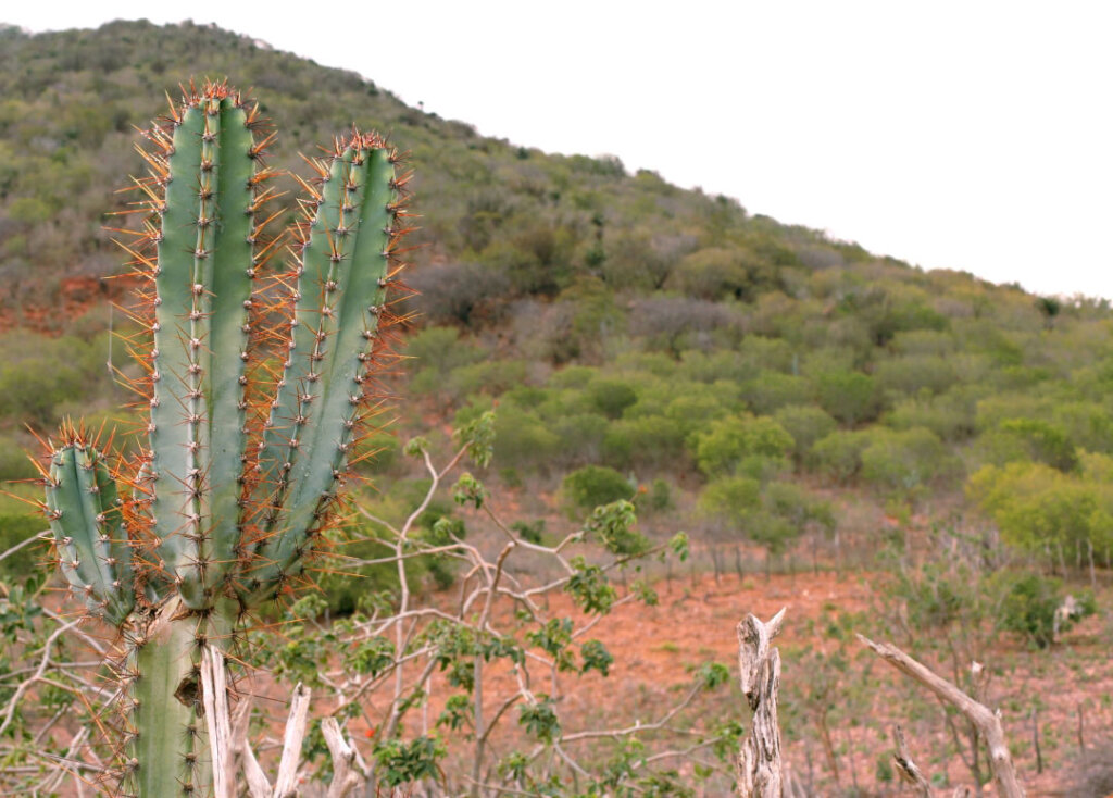 Caatinga - ISPN - Institute of Society, Population and Nature