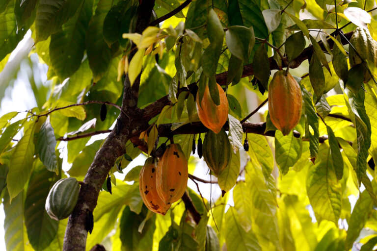 Fauna and Flora of the Amazon - ISPN - Institute for Society ...